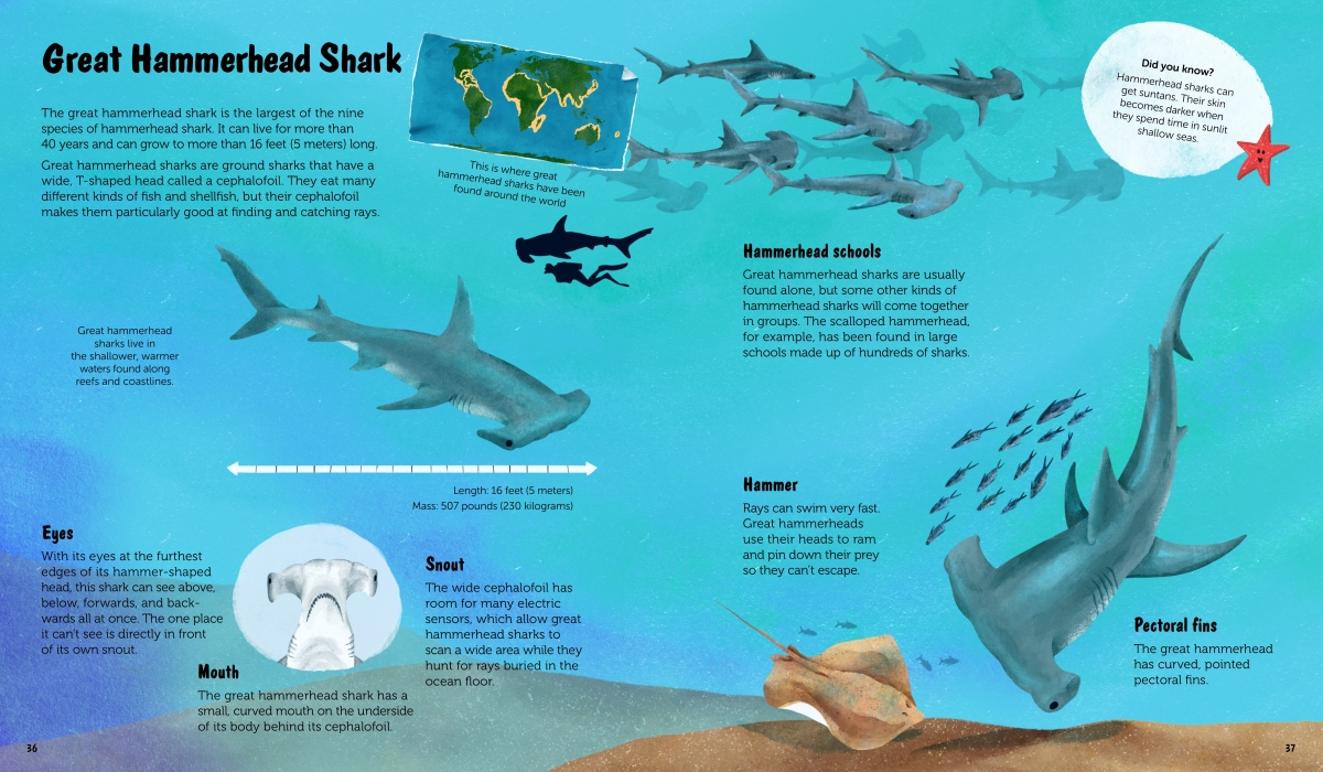 World of Sharks | Hardie Grant Gift