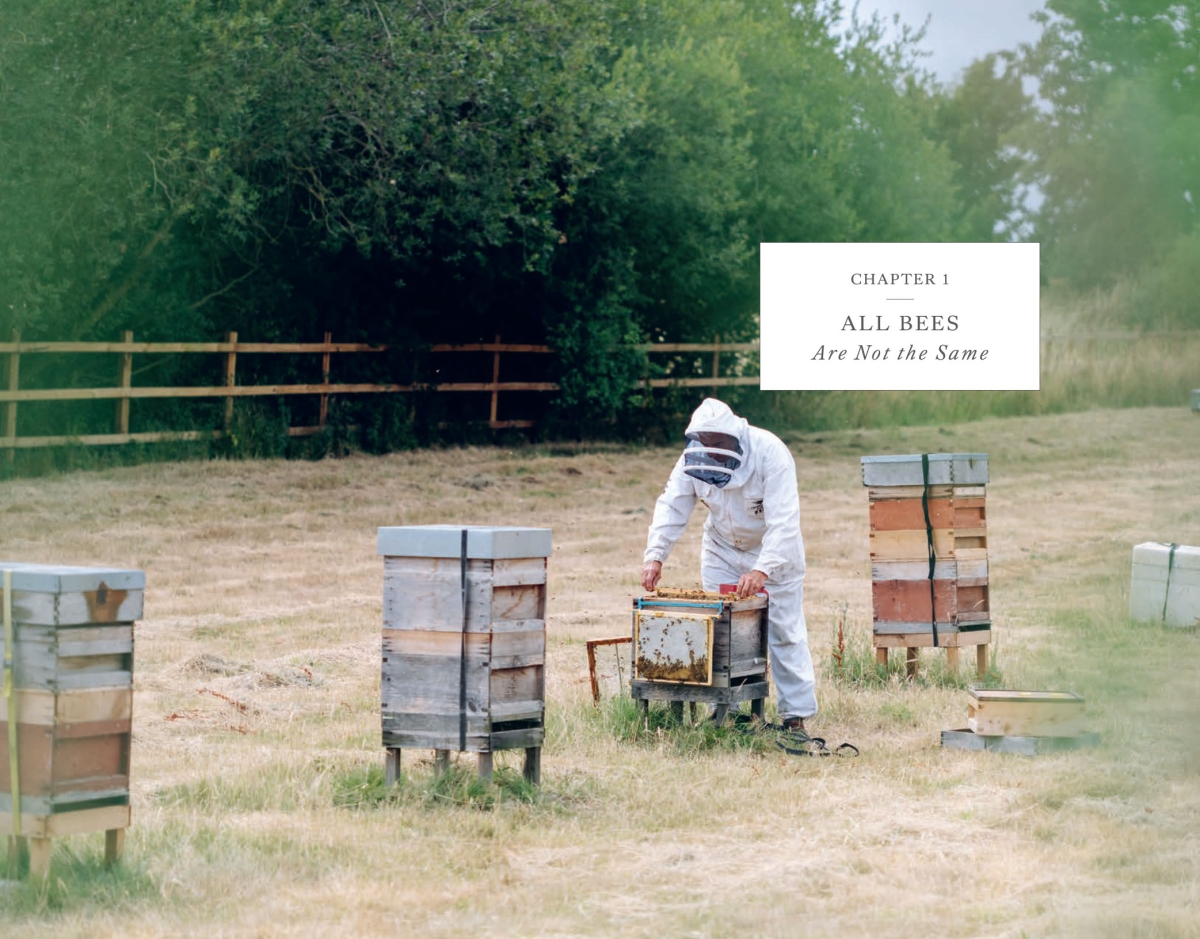 The Wild Bee Handbook | Hardie Grant Gift